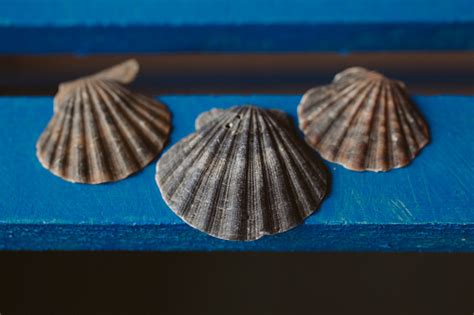 青い木製の背景の美しい貝殻をホタテの質感とデザインの背景のビューを閉じます貝殻のコレクションです カタツムリのストックフォトや画像を多数ご
