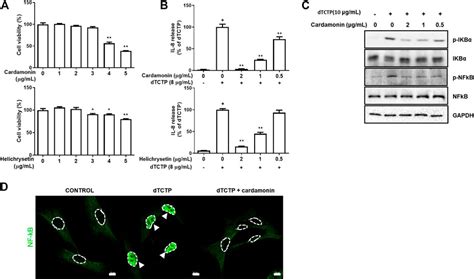 Frontiers Allergic Inflammation Caused By Dimerized Translationally