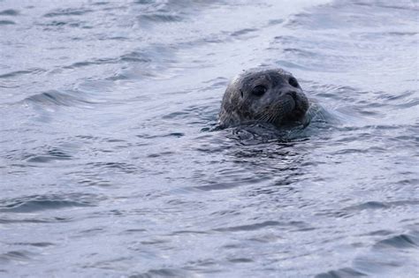 Webinar Linking Ocean Fronts And Biodiversity For Evidenced Marine Spatial Planning