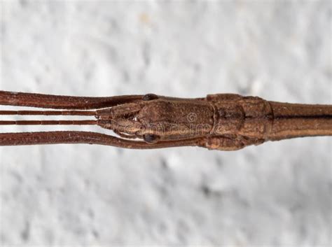 Macro Photo Of Head Of Stick Insect Or Stick Bug On White Wall Stock