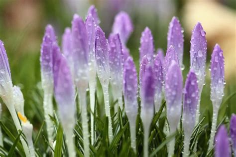 Budismofacil A Fé E Os Benefícios Do Daimoku