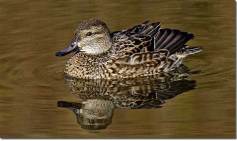 Minnesota Ducks 15 Different Species Natives And Migratory