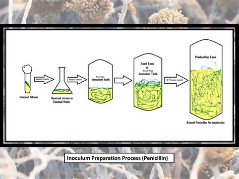 Penicillin Fermentation Process Industrial Production Of Penicillin