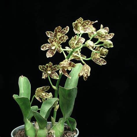 Jual Anggrek Grammatophyllum Scriptum Anggrek Macan Gramma Shopee