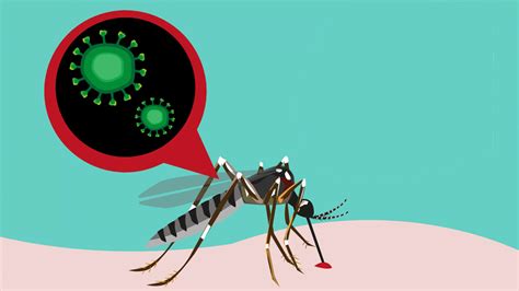 Descubren por qué el virus del Zika se volvió tan peligroso INVDES