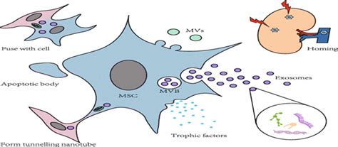 Fucoidan Protects P Cresol Induced Cellular Senescence In Mesenchymal