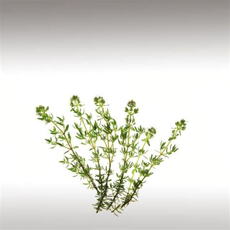 Thyme Total Co2 Extract Thymus Vulgaris Ct Thymol Essential Oils