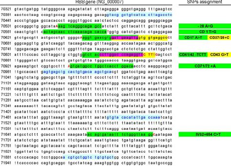 Human B Globin Gene Sequence And Primer Locations The Mutation Sites Download Scientific