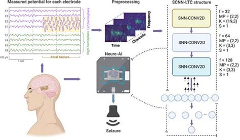 Biological Plausible Algorithm For Seizure Detection Toward Ai Enabled Electroceuticals At The