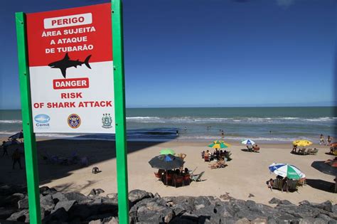 Descubra Os Locais Com Maior Ocorrência De Ataques De Tubarão No Mundo