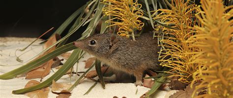 The Dibbler Critter Science