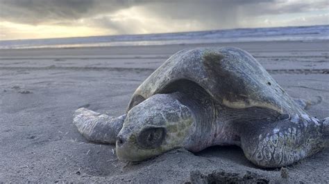 Dead Sea Turtle Found On Oregon Coast