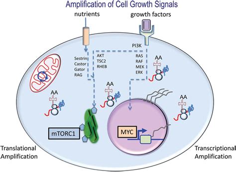 A Time For Myc Metabolism And Therapy