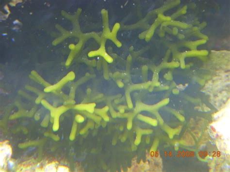 Macroalgae Of The Moment Codium Intricatum Forums