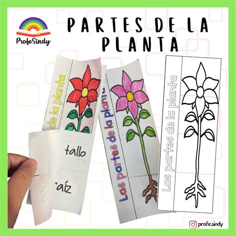Partes De La Planta Xppp