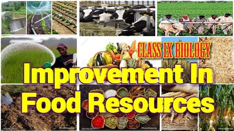 Improvement In Food Resources Flow Chart Class 9