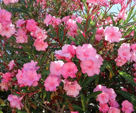Oleander Zimowanie Jak Przechować Oleandra Przez Zimę Muratorpl