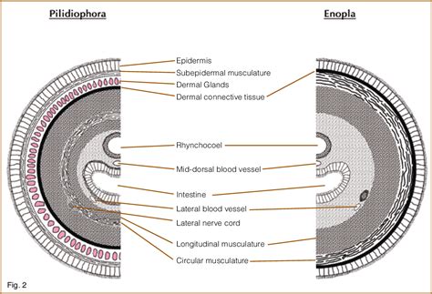 Figure 1 From Nemertea Ribbon Worms Semantic Scholar
