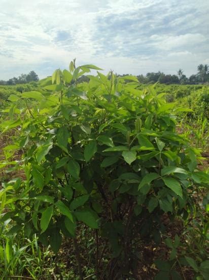 Orok Orok Hutan Haapaan Agrokompleks Kita