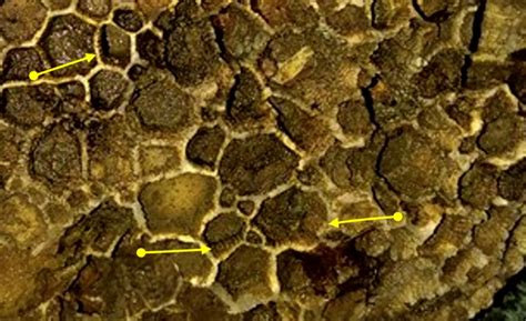 Coral What Type Fossil ID The Fossil Forum