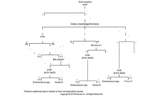 Strep Chart Review Diagram Quizlet
