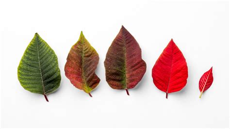 Zīmola Dzīves Cikls Un Grafikas Dizaina Nozīme Tajā