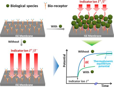 Surface Blocking Based Potentiometric Biosensor For Detection Of E Coli Atcc 15597 Using Phage