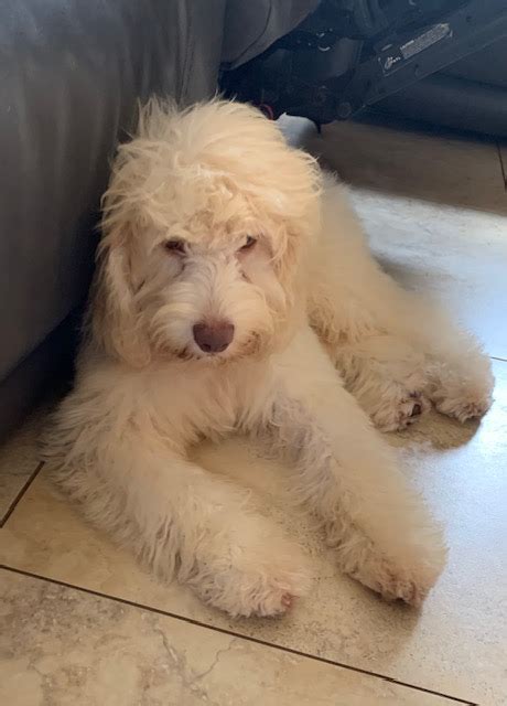 Bones Trained Medium Cockapoo Adopted Train My Doodle