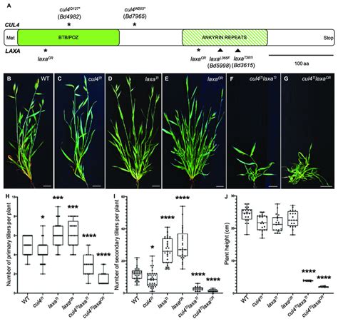 Description Of The Cul4 And Laxa Mutant Alleles And Aerial Architecture