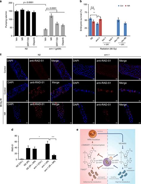 Effects Of Parp1 Sirtuins On The Healthspan And Of Nr On Dna Repair