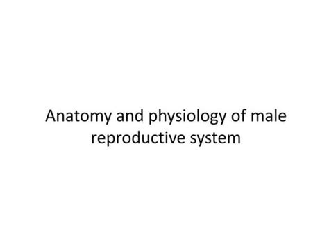 Anatomy Of Testis Ppt