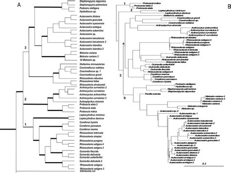 Consensus Bi Tree From The Last 100 Trees Of The Analysis Of The Class