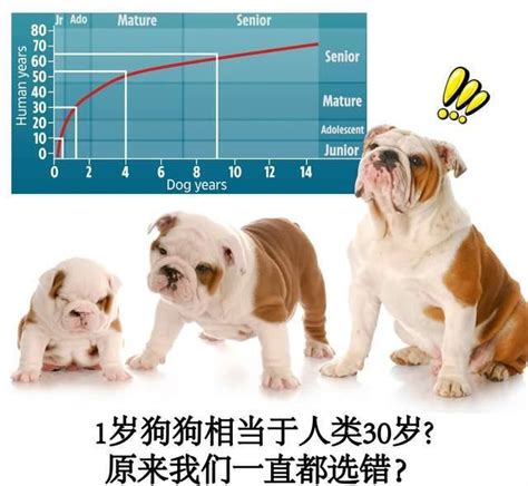 狗子平均年龄15岁为什么纯种狗11岁就死了 东方养生频道 东方养生