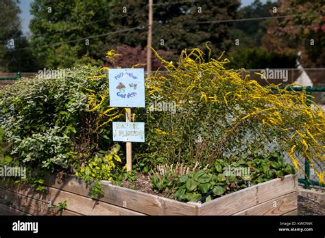 Pollinator Garden Grown In Raised Bed Gardens In School Yard Stock