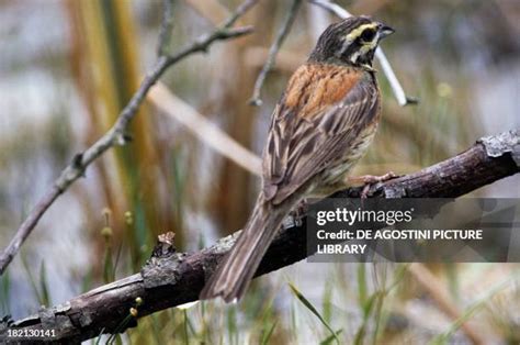 Cirl Bunting Photos And Premium High Res Pictures Getty Images