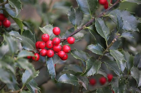 100 Free Røde Ilex Bær And Ilex Images Pixabay