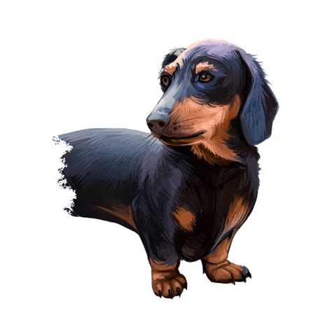 Weenie Illustrations Royalty Free Vector Graphics And Clip Art Istock