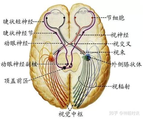 周围神经脑神经图谱以及思维导图 知乎