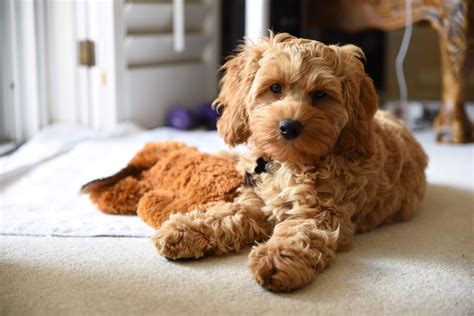 Mini Cockapoo Info Pictures Care Guide And More Dogster