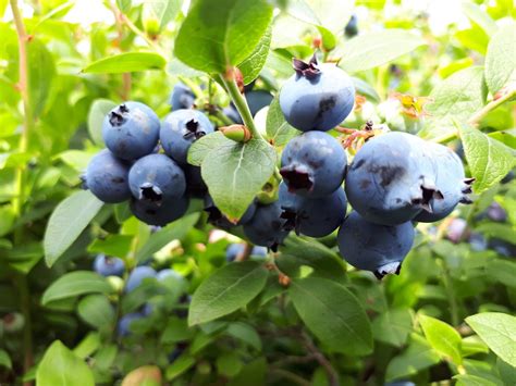 Bleuetier Brunswick Végétolab Inc Vente Darbustes Fruitiers