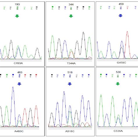 The Pattern Of Dna Chromatogram Of All One Hundred Dna Specimens Of The