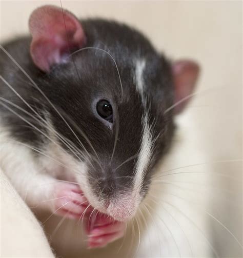 Маникюр Manicure Гекльберри Финн Alexey Krasavin Flickr