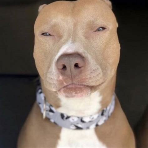Post From Dabreadman