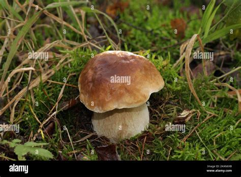 Der Wilde Essbare Pilz Boletus Edulis Wächst Im Wald Der
