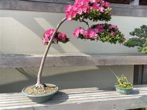 The Styles Of Bonsai Matthaei Botanical Gardens And Nichols Arboretum