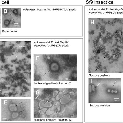 Generation Of Bacmam Expression Construct And Bacmid Viral Production