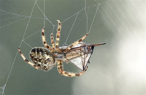 How Do Spiders Mate