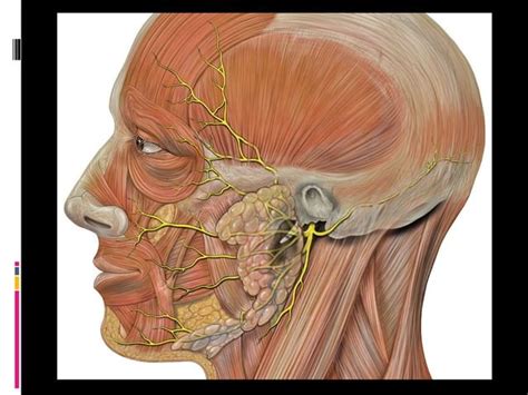 Facial Nerve Anatomy For Medical Students And Ent Postgraduates Ppt