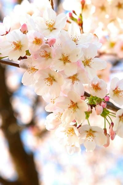 Cherry Blossom Tumbex