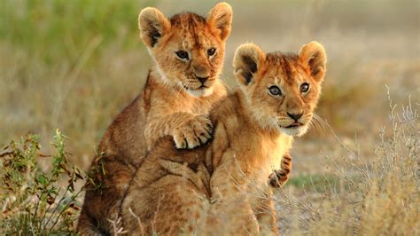 Afrique Du Sud Paysage Info ≡ Voyage Carte Plan